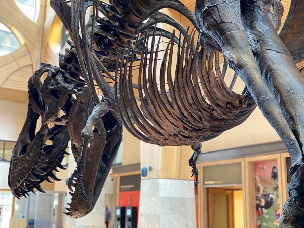 Naturalis 3D prints a full size replica of their original Tyrannosaurus ...